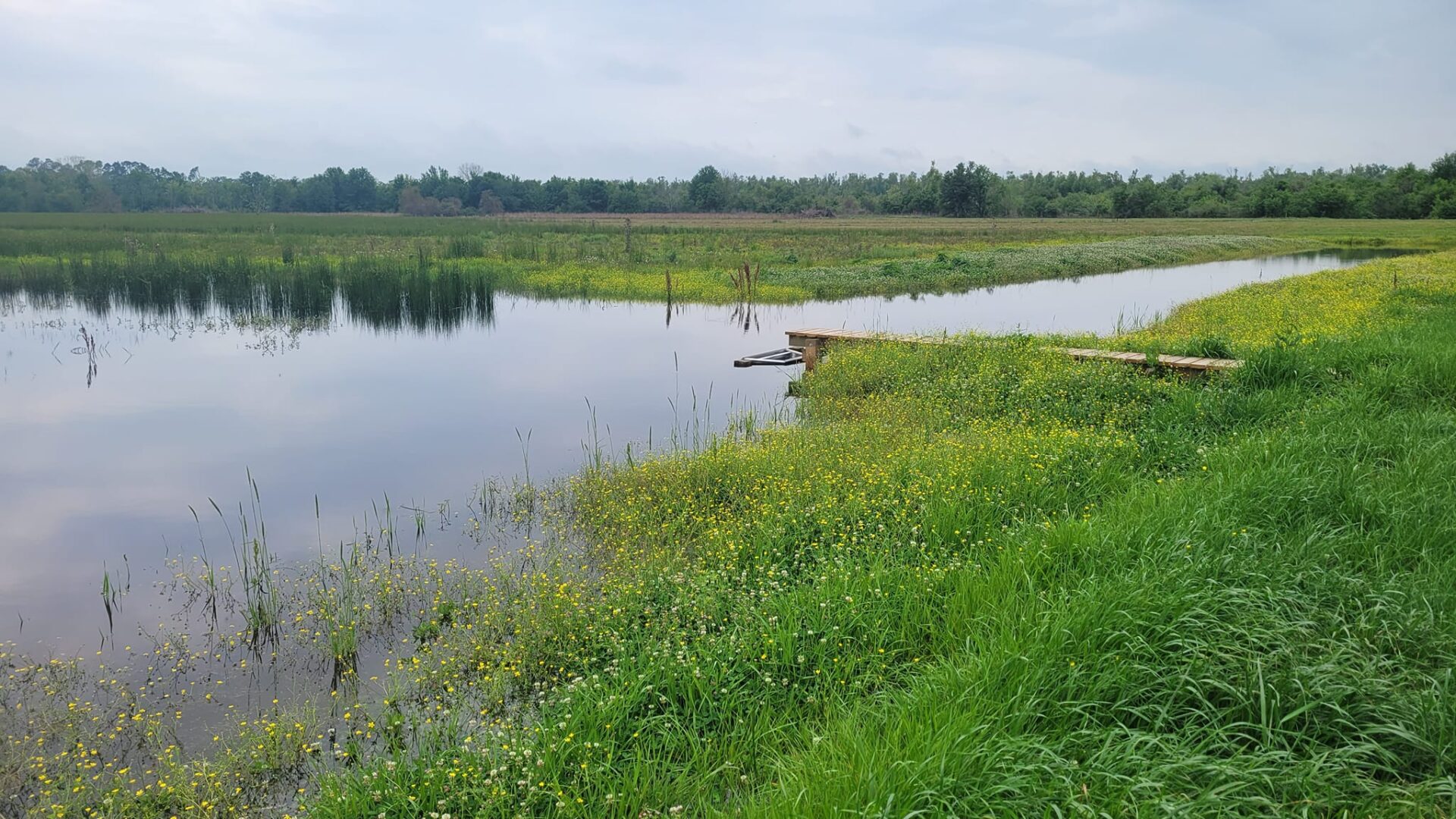 Wetland